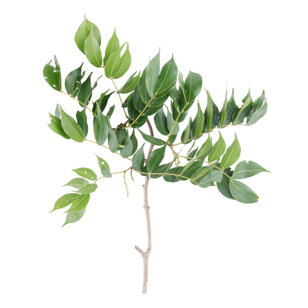 Copaifera canime - El Bosque Tropical